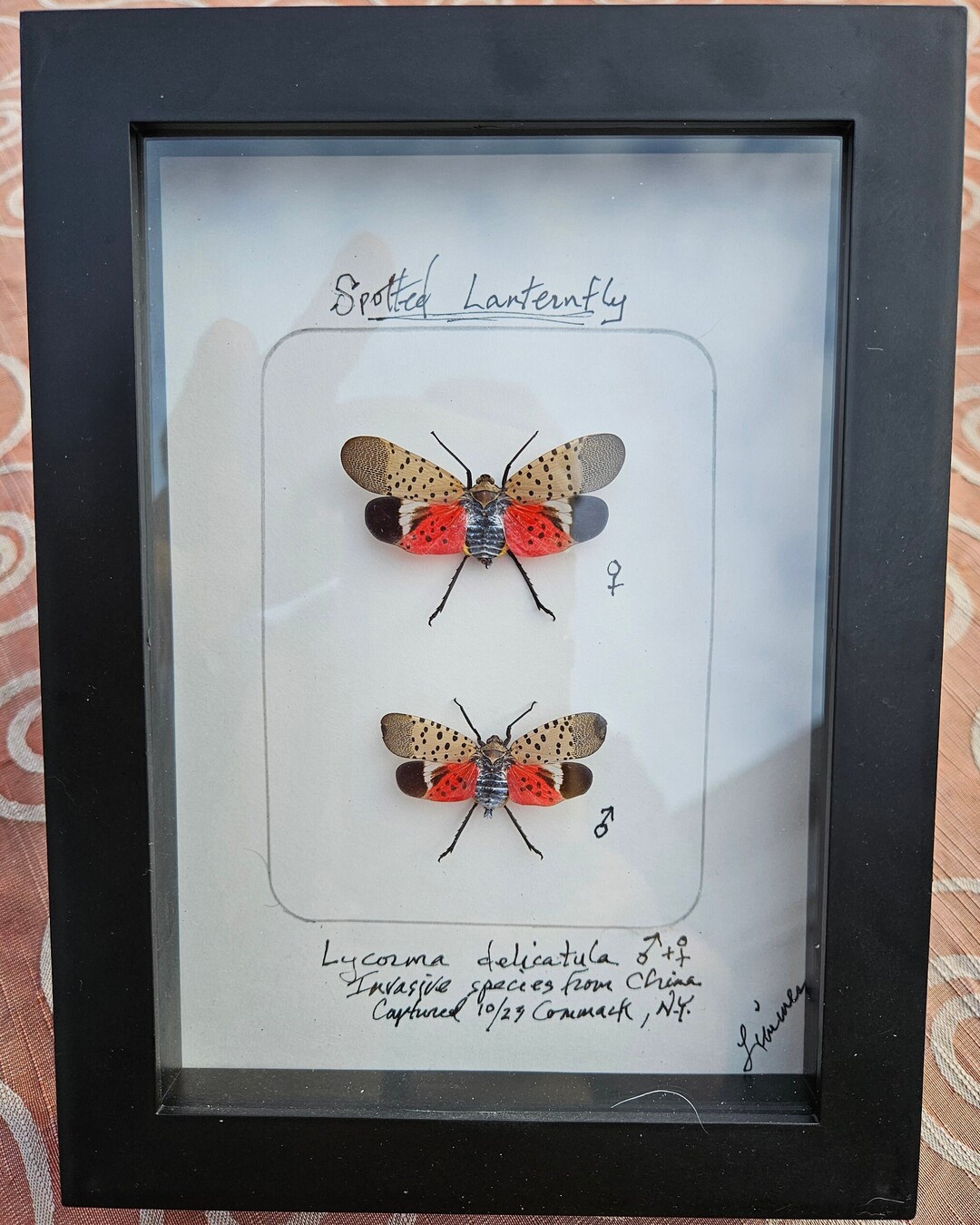 Lycorma Deliculata Pair SPOTTED LANTERNFLIES Perfectly Spread Pair in ...