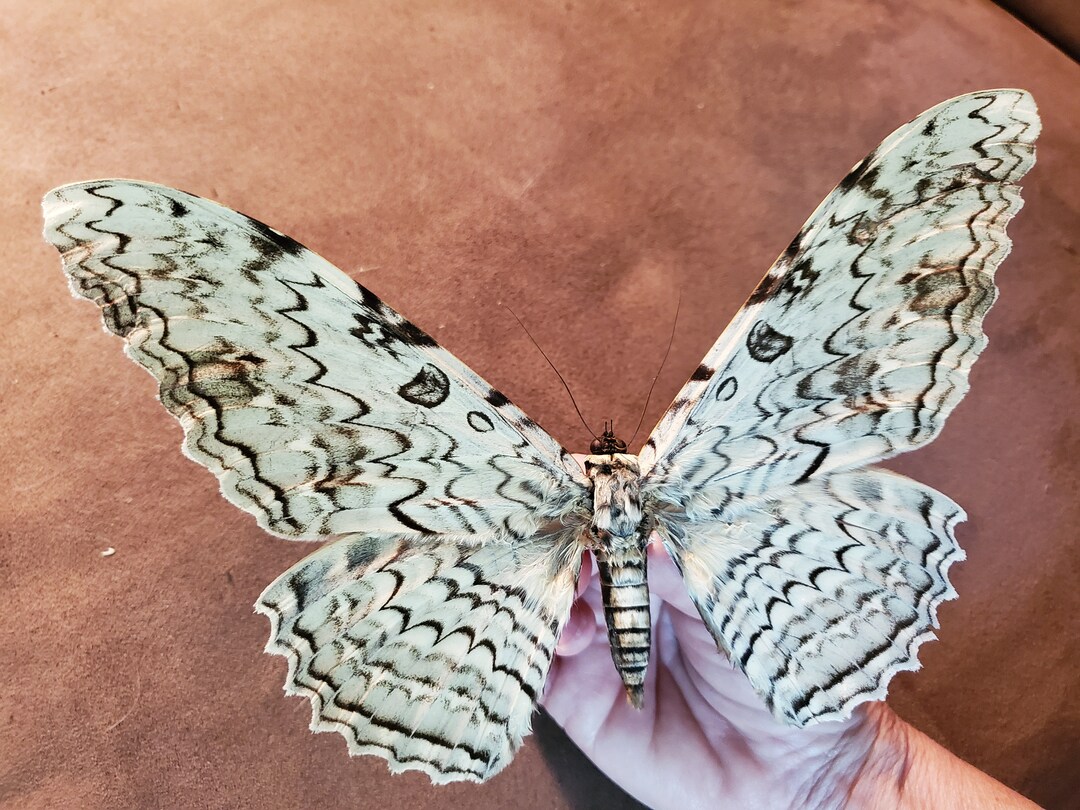 Thysania Agrippina WHITE WITCH World's Largest Moth, A1/A1 Unspread - Etsy