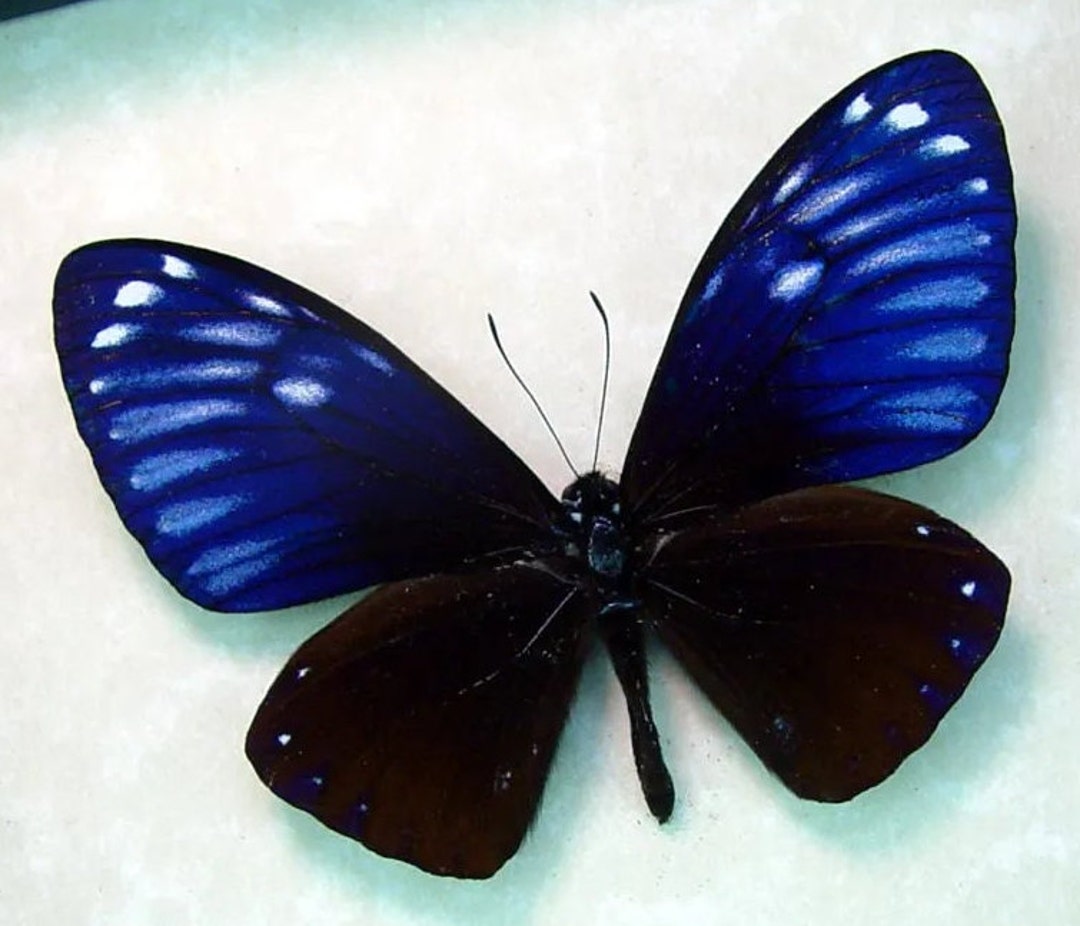 Papilio Paradoxa Chilasa Lot of 2 Dazzling, Perfect A1 Specimens ...