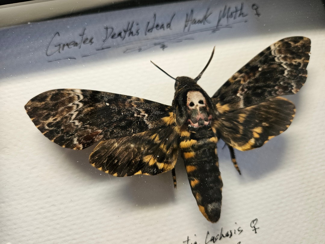 Death's Head Hawk Moth Acherontia Lachesis Expertly Mounted in a 6 X 8 ...