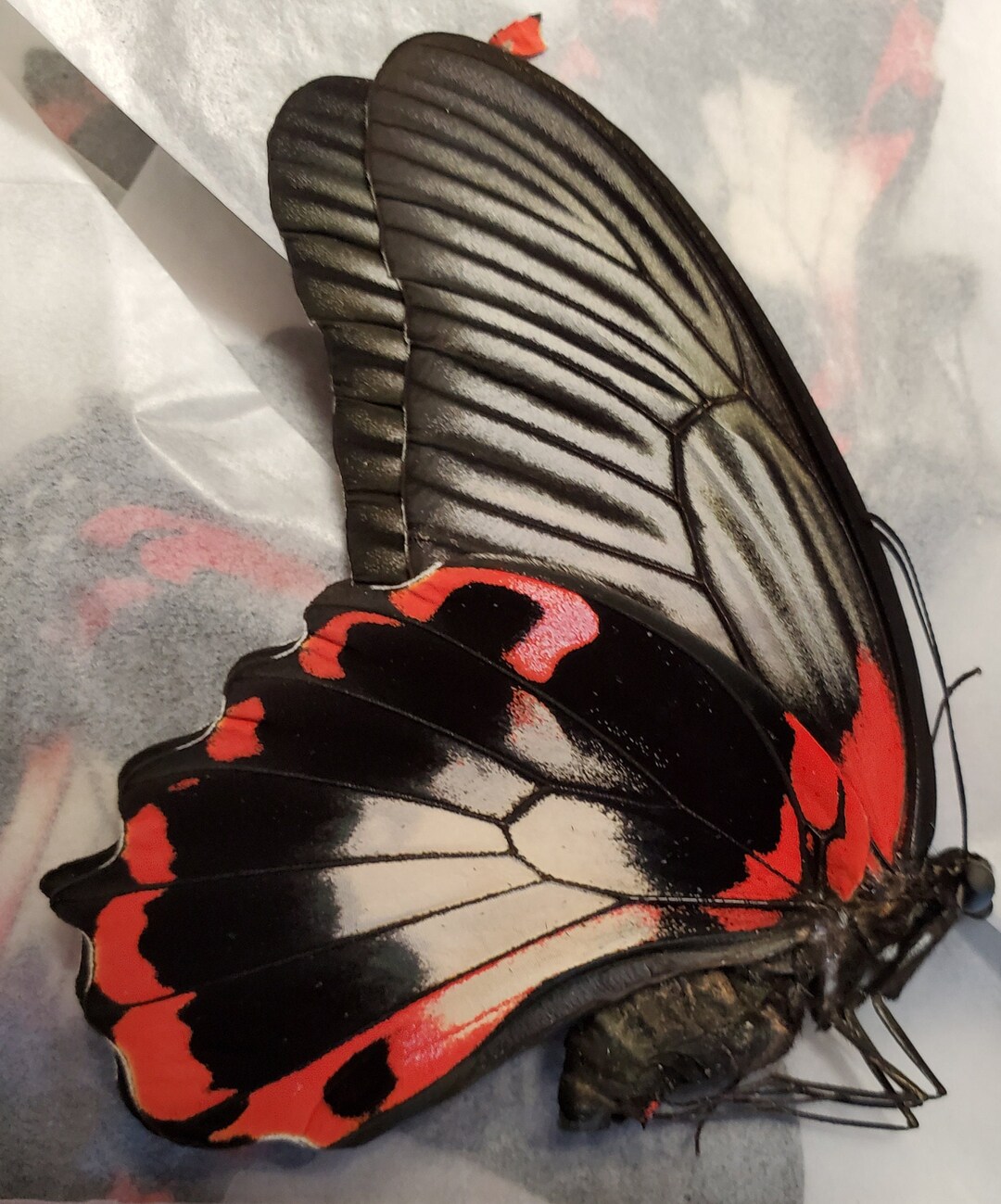 Papilio Rumanzovia X Deiphobus A1 Female, Captive-bred Hybrid, Unspread ...