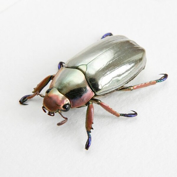 Silver Scarab - Etsy