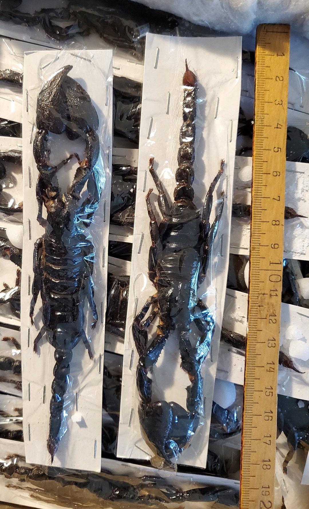 Heterometrus Cyaneus Giant Forest Scorpion..one Big Gnarly A1 Specimen ...