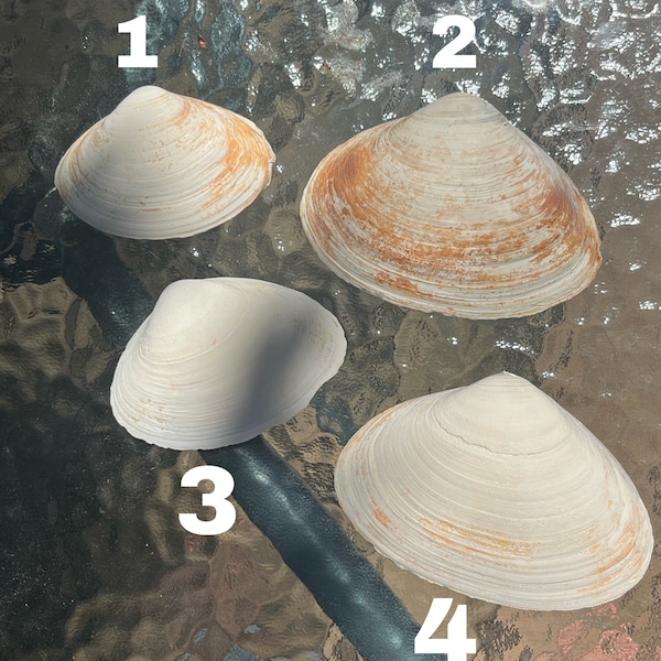 Shells for Sale - Etsy