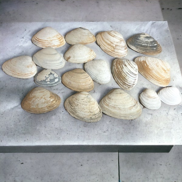 Shells for Sale - Etsy