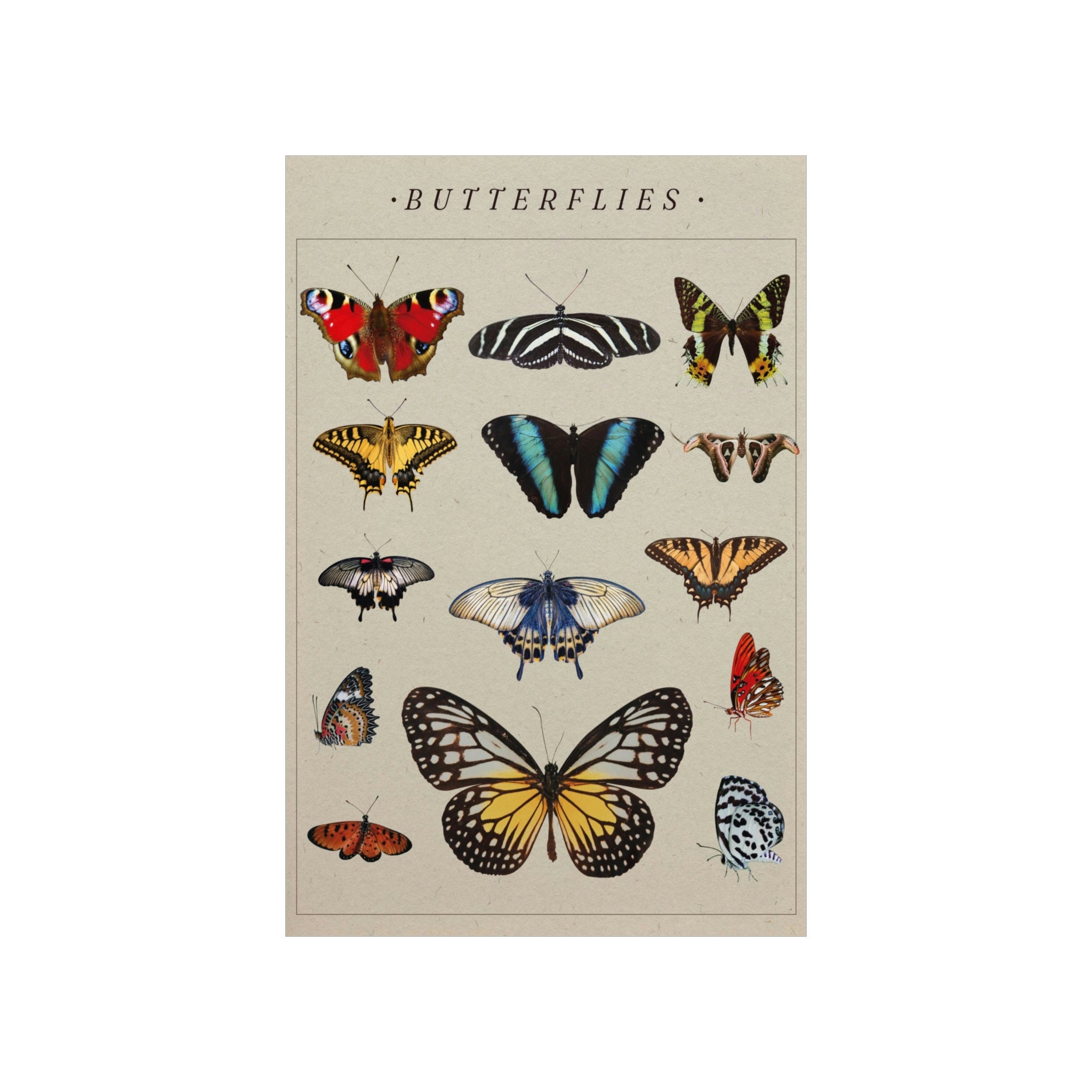 Butterfly Poster Print - Etsy