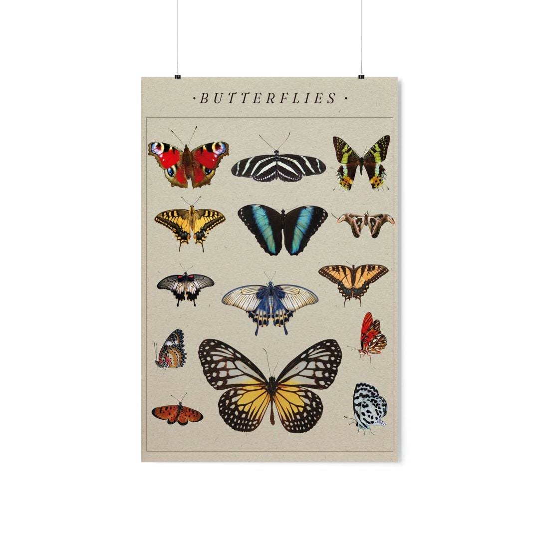 Butterfly Poster Print - Etsy