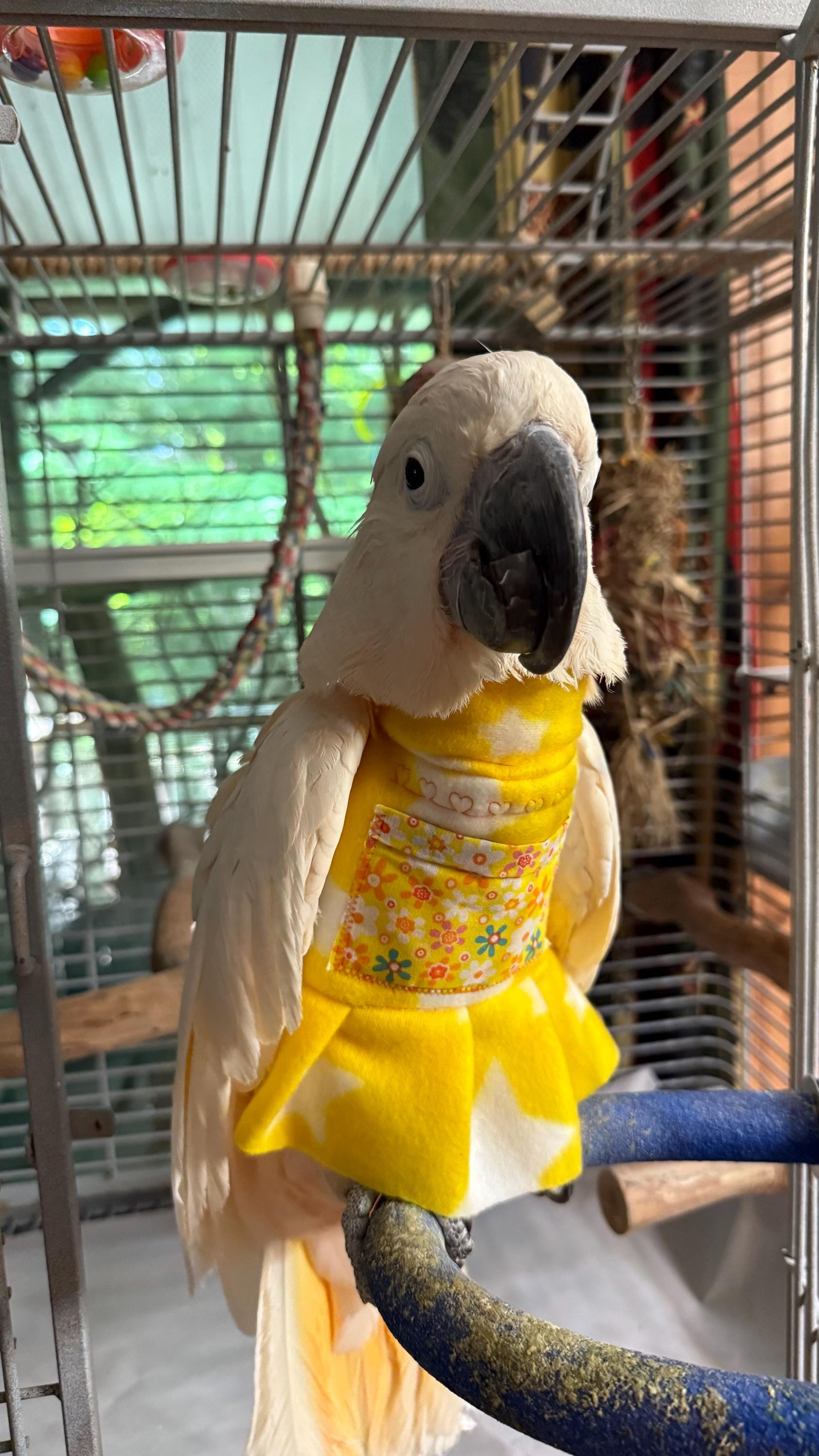 Custom Made Fleece Clothing for Cockatoos and Macaws. Anti-plucking ...