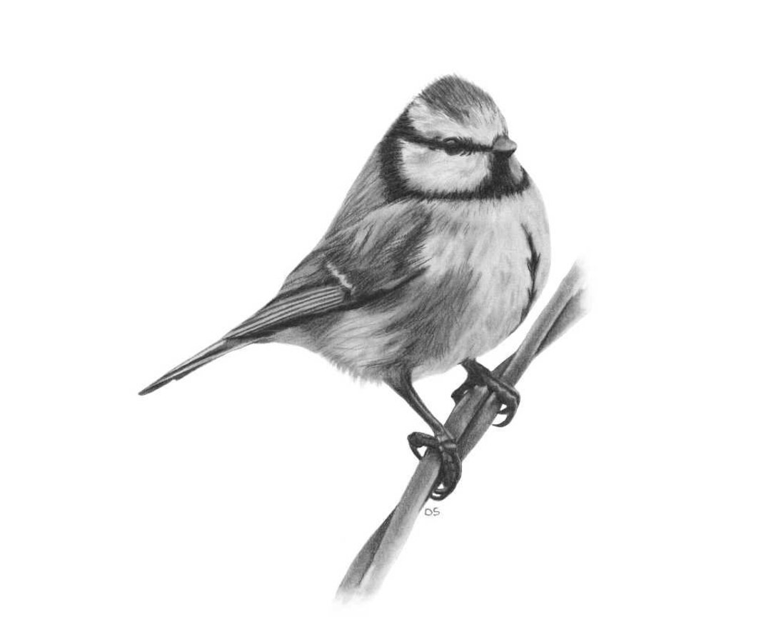 Coal Tit Pencil Drawing Original Drawing Bird Art Coal Tit Drawing Wall ...
