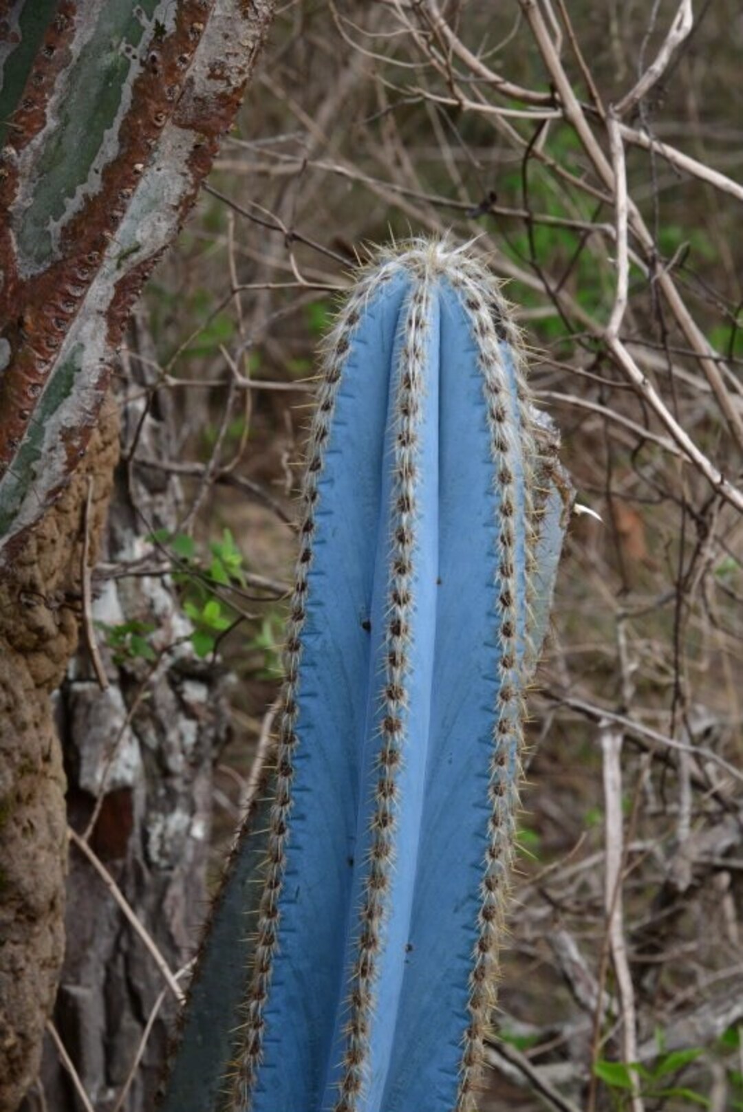 Pilosocereus Purpureus J Exotic Color Columnar Rare Cacti - Etsy