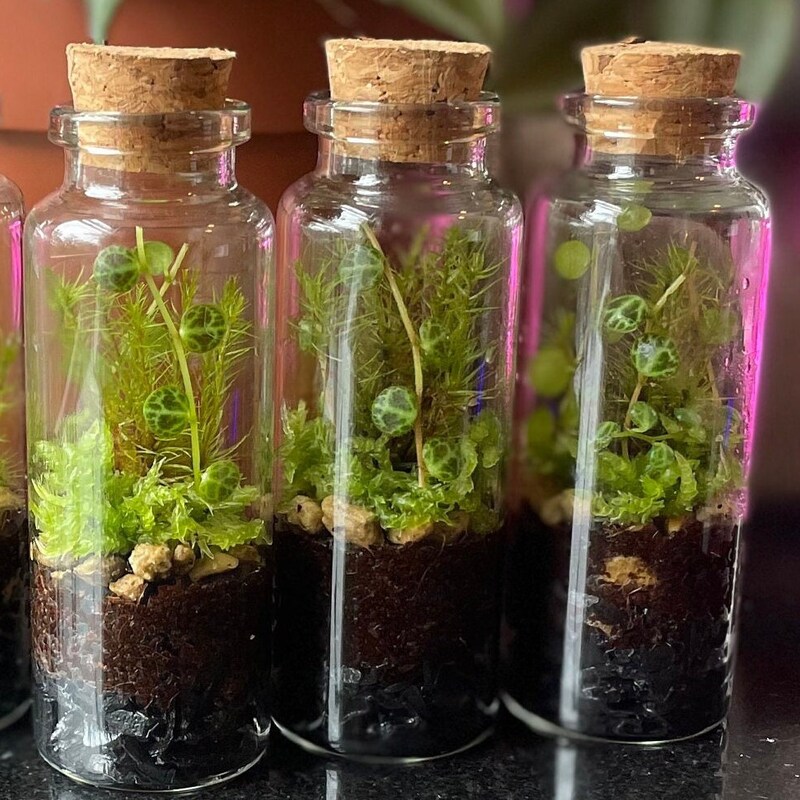Terrarium Plants - Etsy