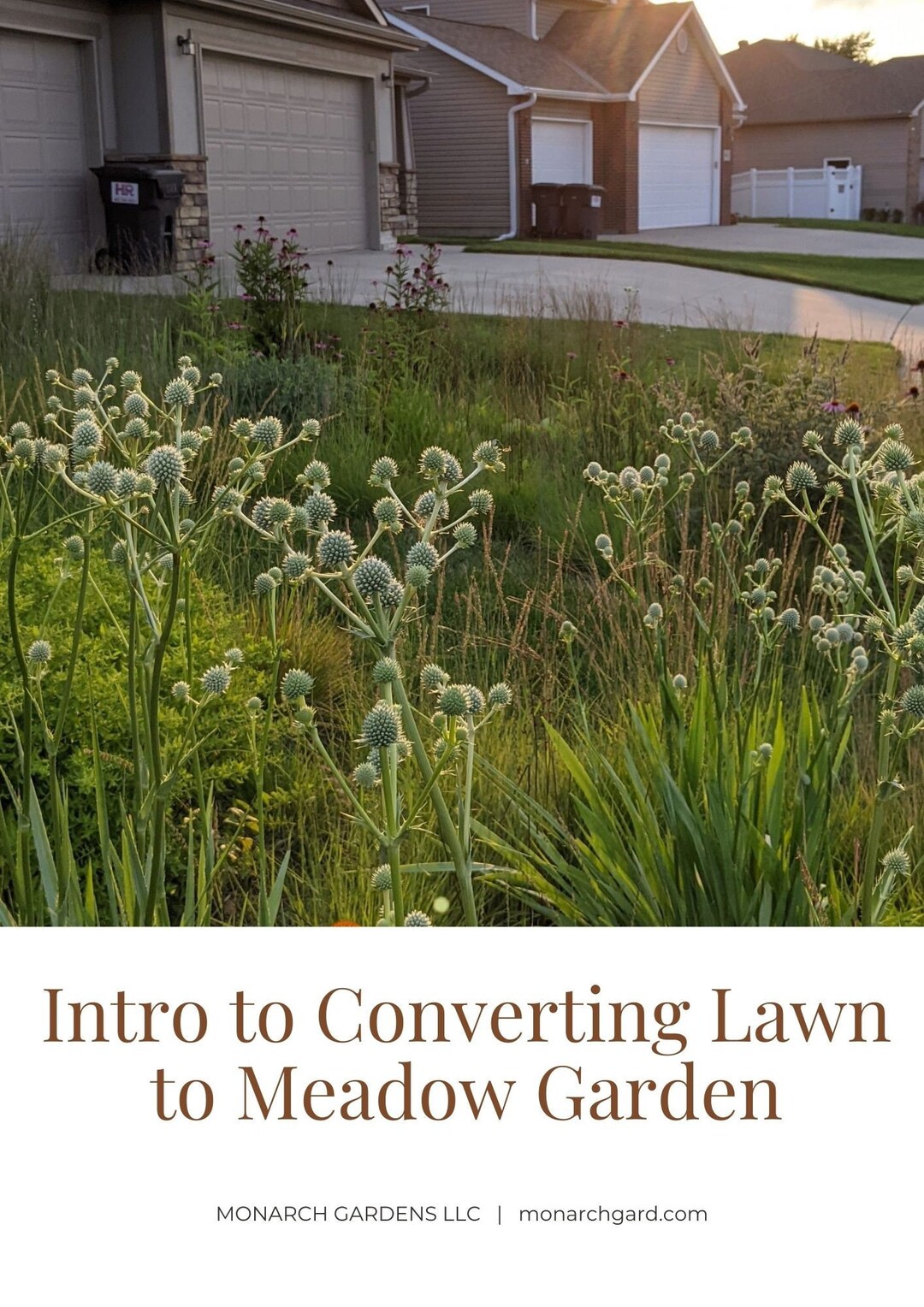 Intro to Converting Lawn to Meadow Garden - Etsy