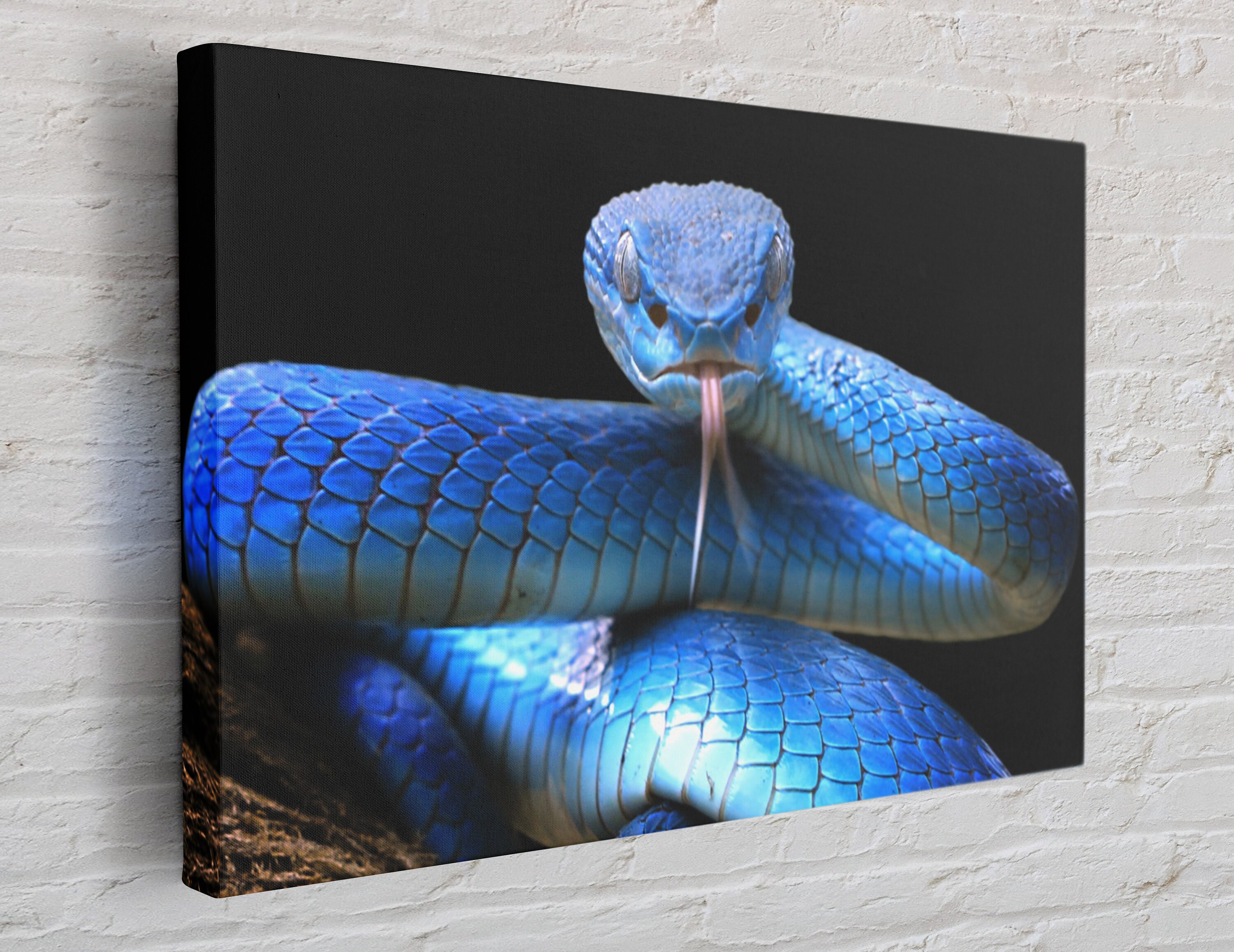 Viper Snake Drawing Face