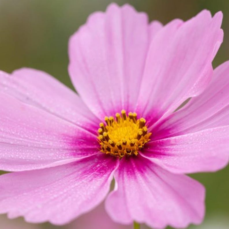 30 Cosmos Gloria Flower Seeds for Planting, Heirloom Garden Flower ...