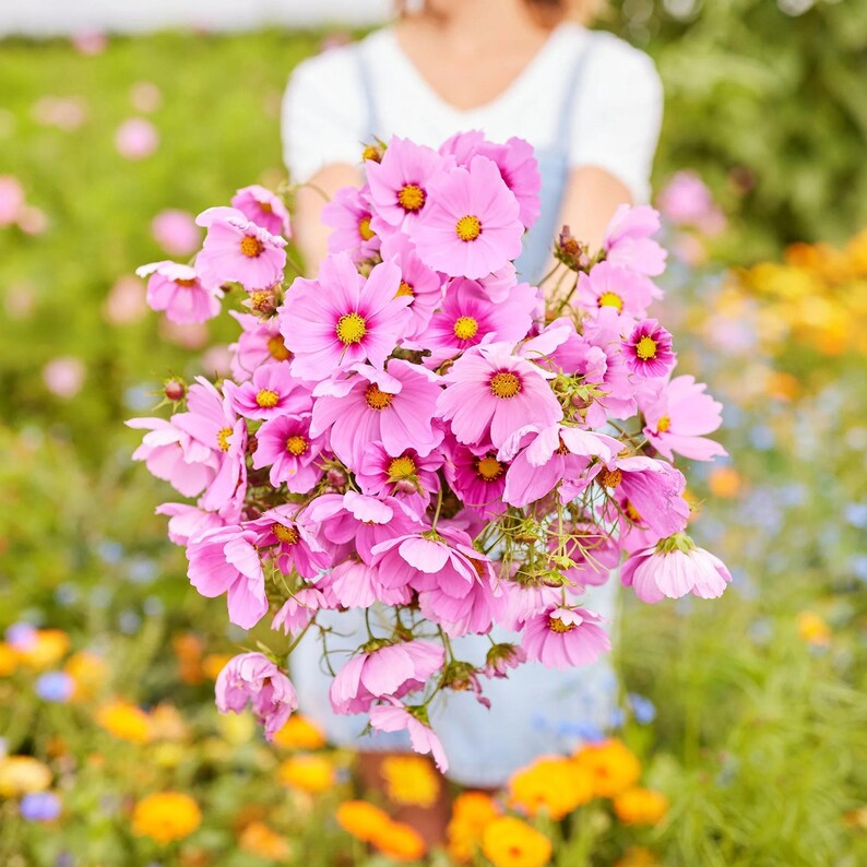 30 Cosmos Gloria Flower Seeds for Planting, Heirloom Garden Flower ...