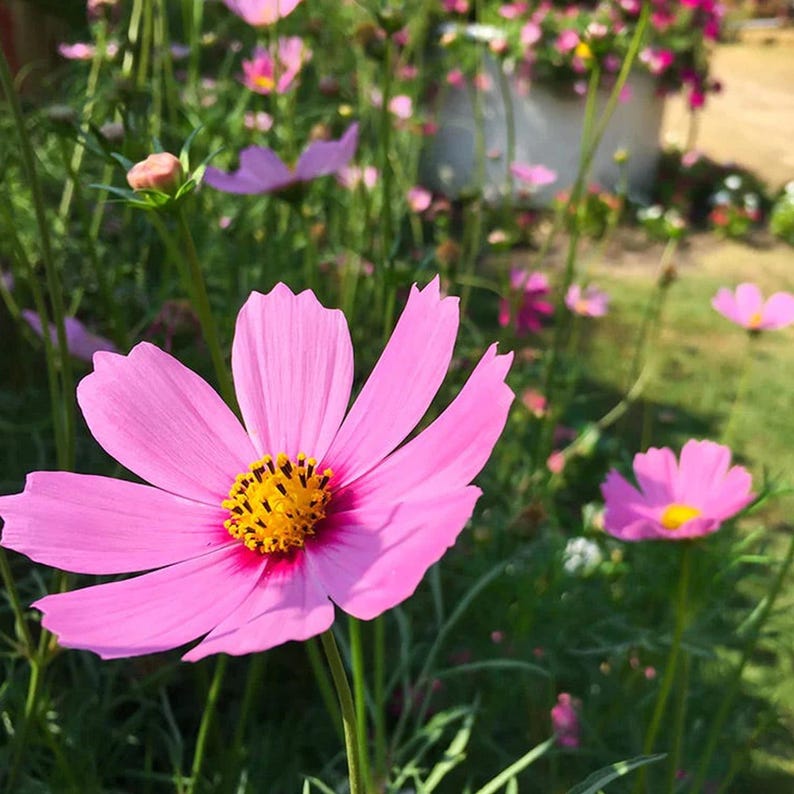 30 Cosmos Gloria Flower Seeds for Planting, Heirloom Garden Flower ...
