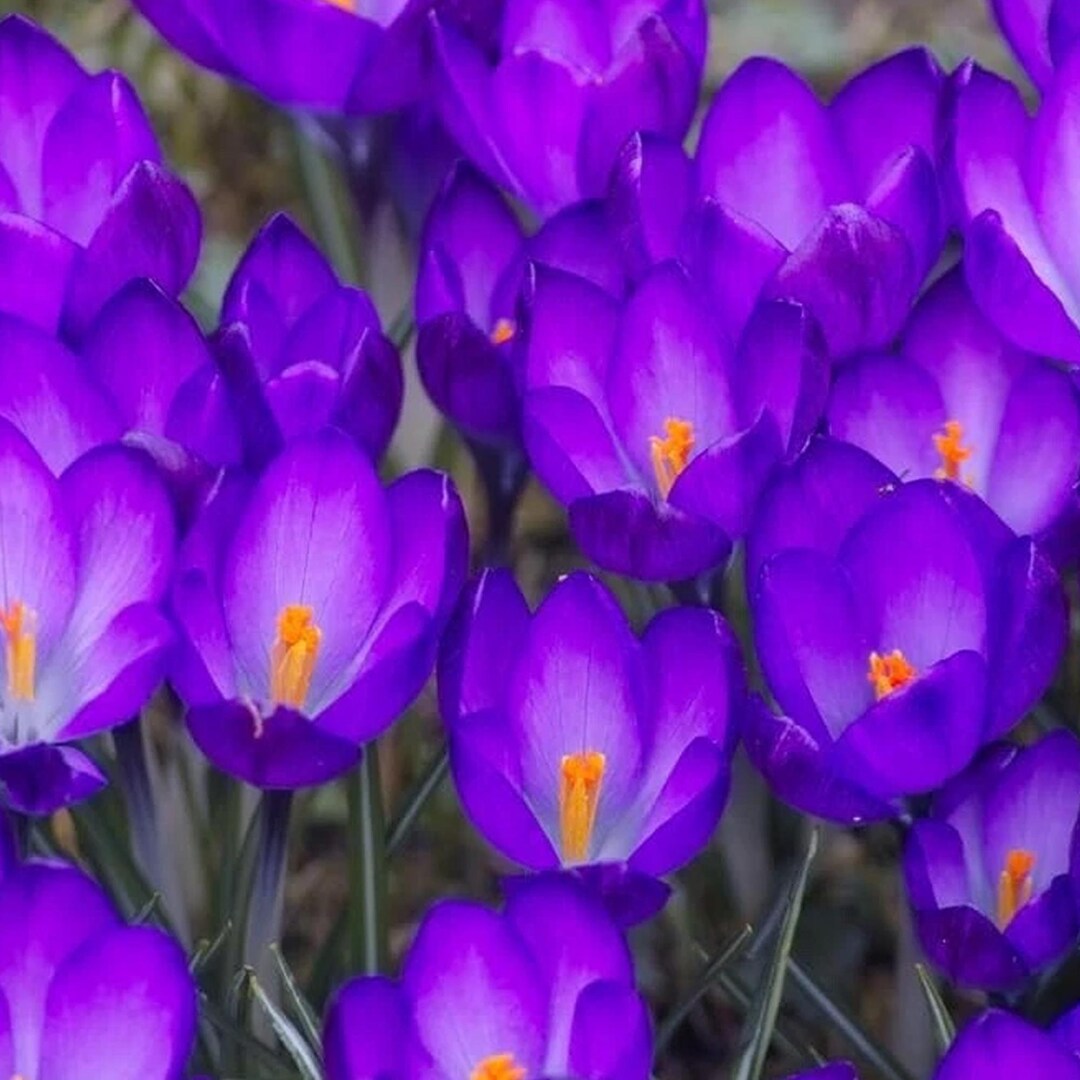 20 Ruby Giant Crocus Bulbs, Purple Spring Flowers, Perennial Garden ...