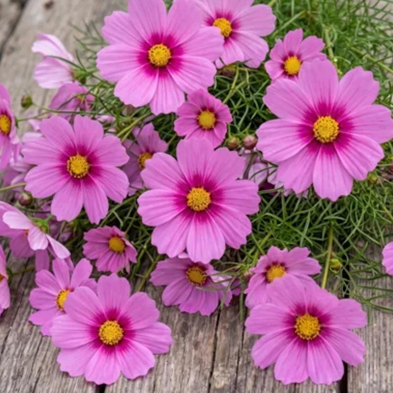 30 Cosmos Gloria Flower Seeds for Planting, Heirloom Garden Flower ...
