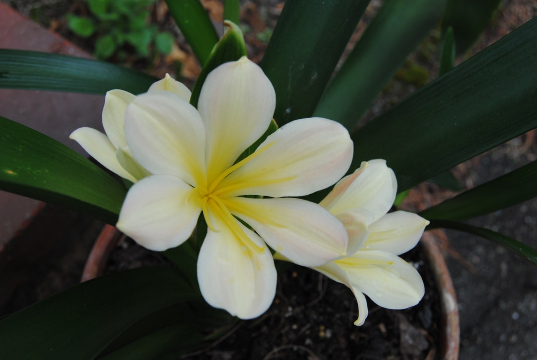 One Clivia Miniata Plant, ~8 Leaves Division/offset, Four Marys Cream ...