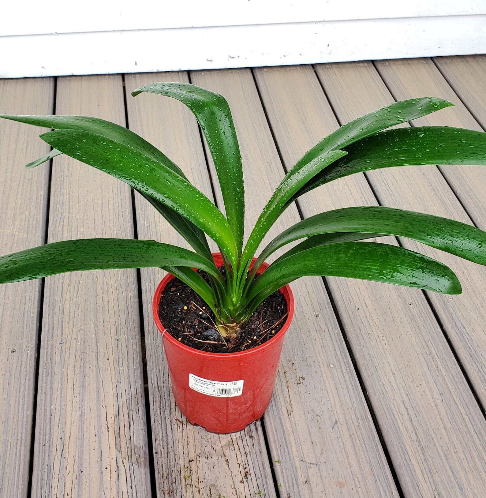 One Clivia Miniata Plant, Rare Crosses, 4 Years Old With 10 Leaves ...