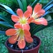 One Clivia Miniata Plant, Rare Crosses, 4 Years Old With 10 Leaves ...
