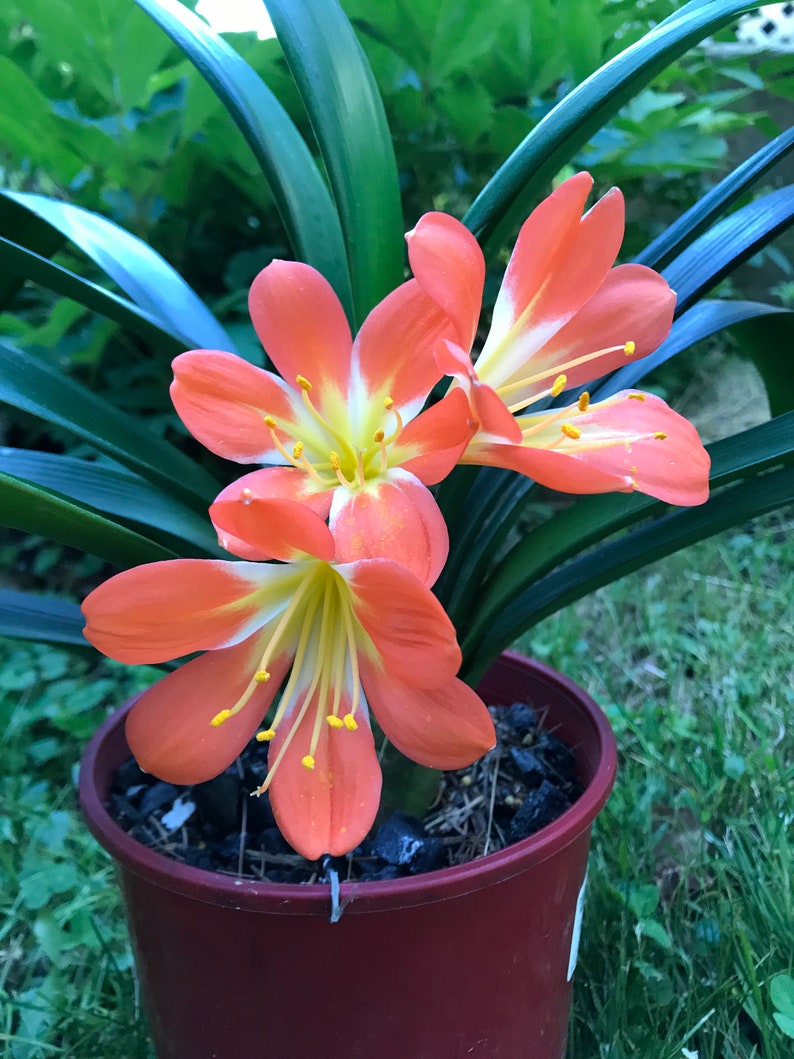One Clivia Miniata Plant, Rare Crosses, 4+ Years Old With ~10+ Leaves ...