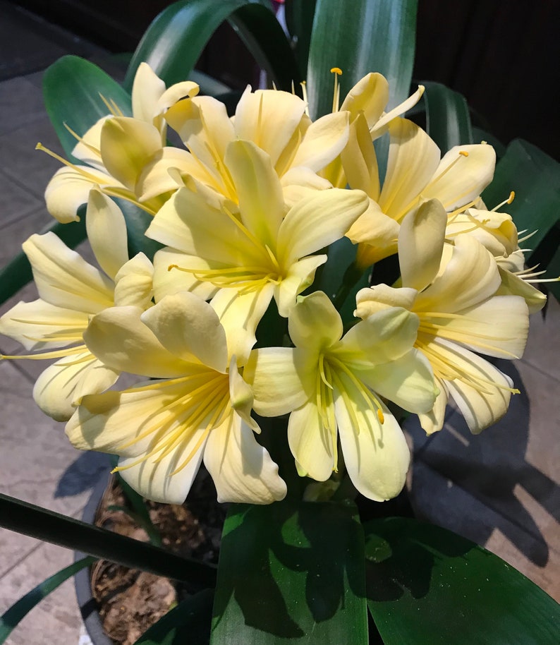 One Clivia Miniata Plant, Rare Crosses, 4+ Years Old With ~10+ Leaves ...