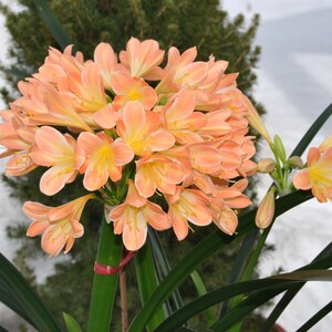 One Clivia Miniata Plant, Rare Crosses, 4+ Years Old With ~10+ Leaves ...