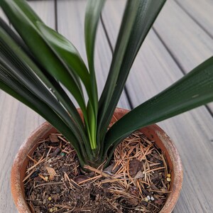 One Clivia Miniata Plant, Rare Crosses, 4 Years Old With 10 Leaves ...