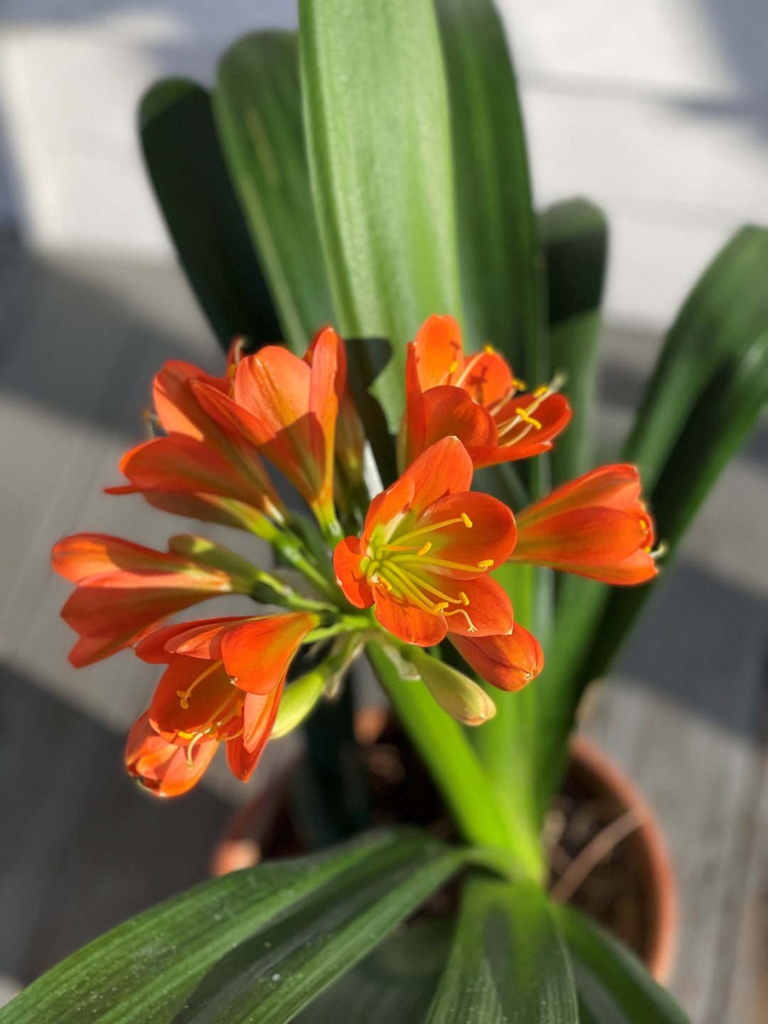 One Clivia Miniata Plant, Rare Crosses, 4+ Years Old With ~10+ Leaves ...