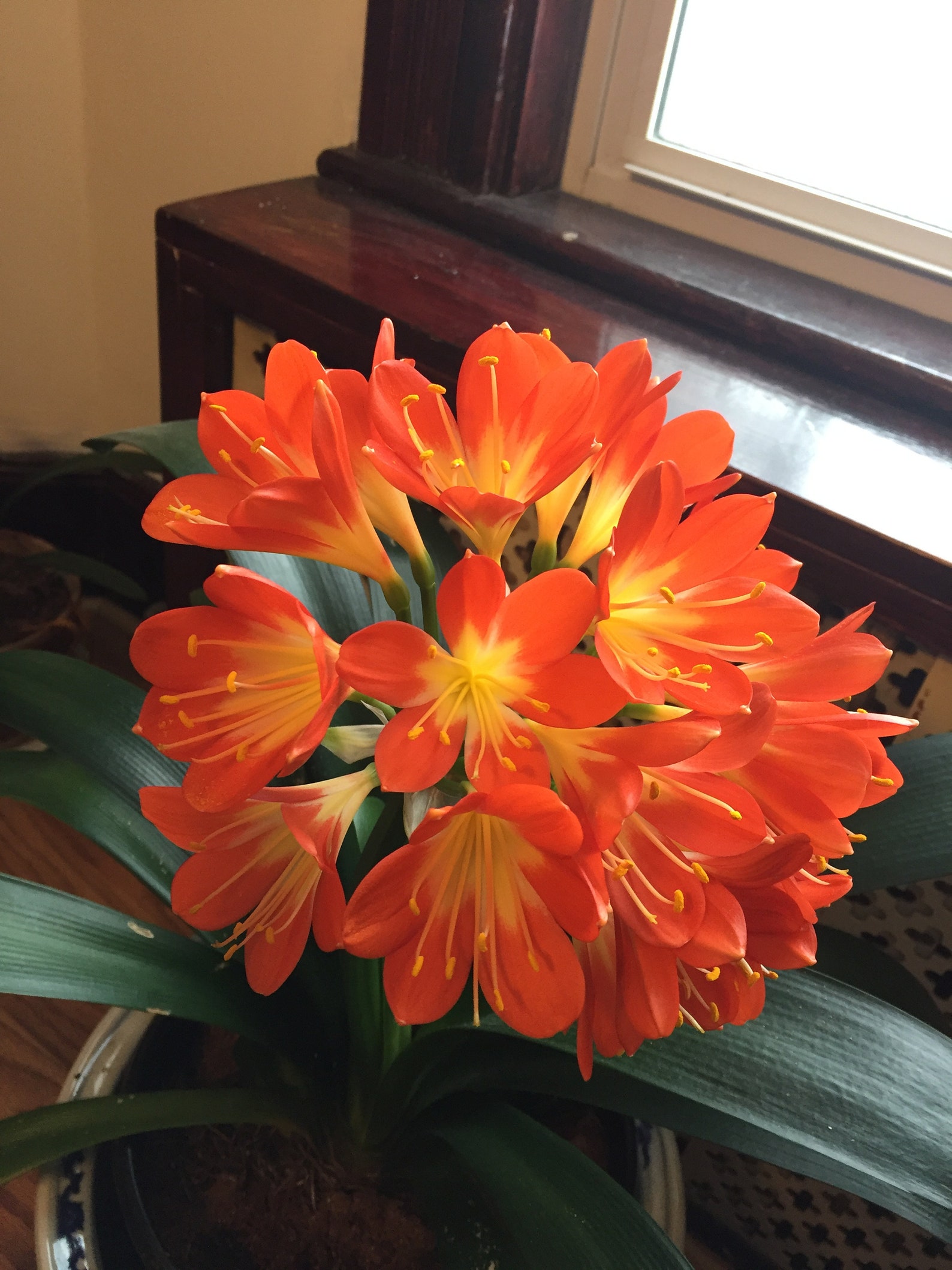 One Clivia Miniata Plant, Rare Crosses, 4+ Years Old With ~10+ Leaves ...