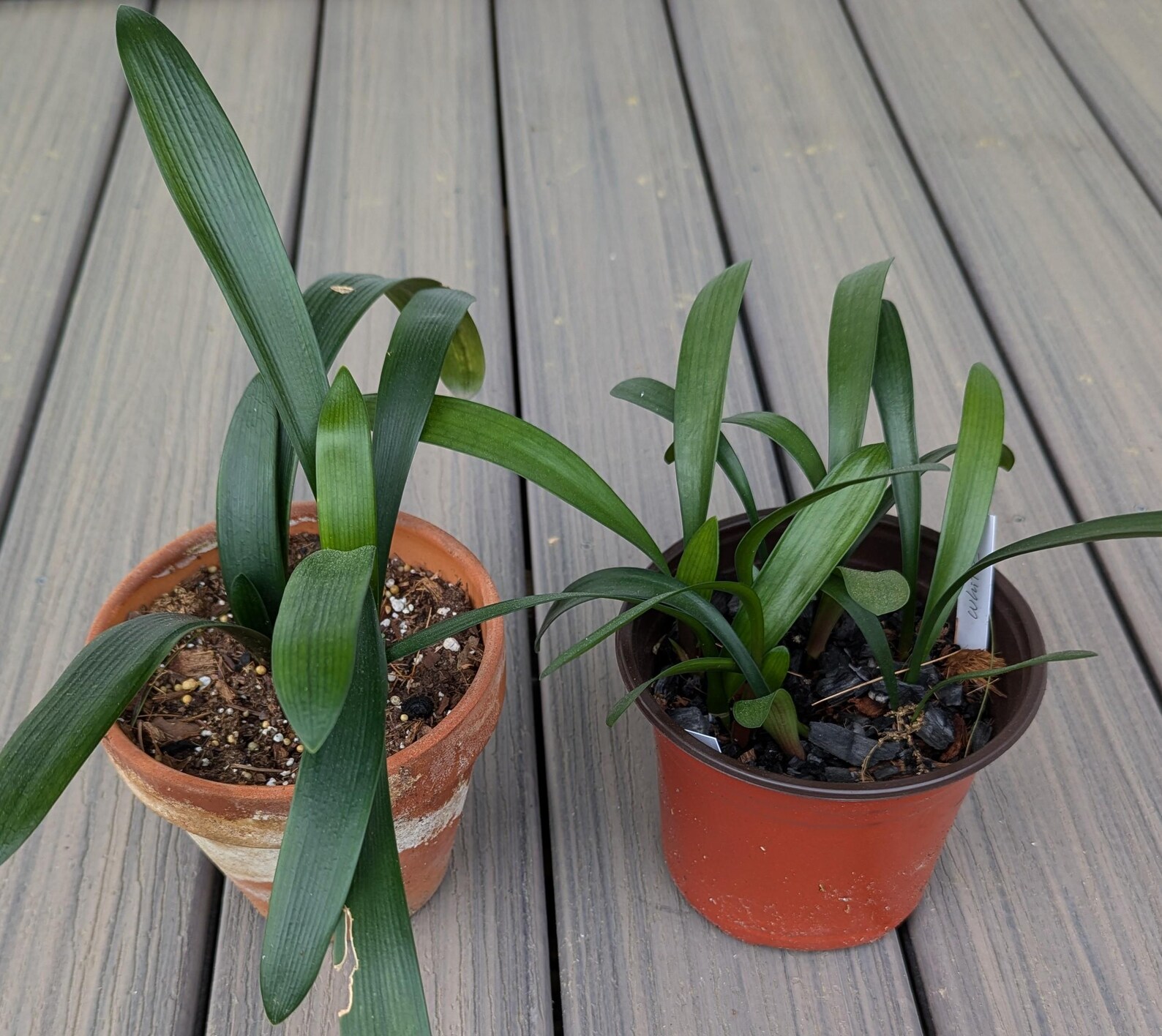 Three Clivia Miniata Plants, Rare Crosses, 1-3 Years Old With ~3 ...