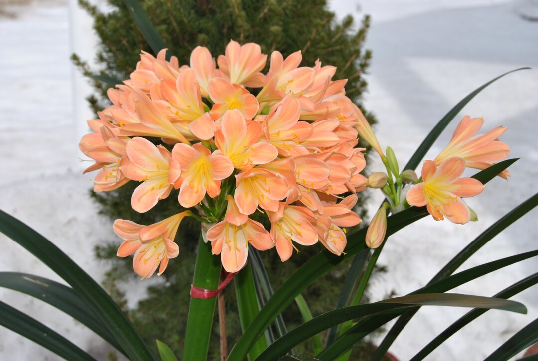 One Clivia Miniata Plant, Rare Crosses, 4 Years Old With 10 Leaves ...