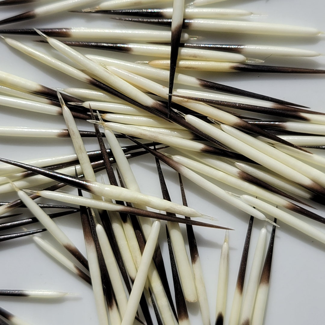 Fully Cleaned Natural North American Porcupine Quills - Small, Undyed ...