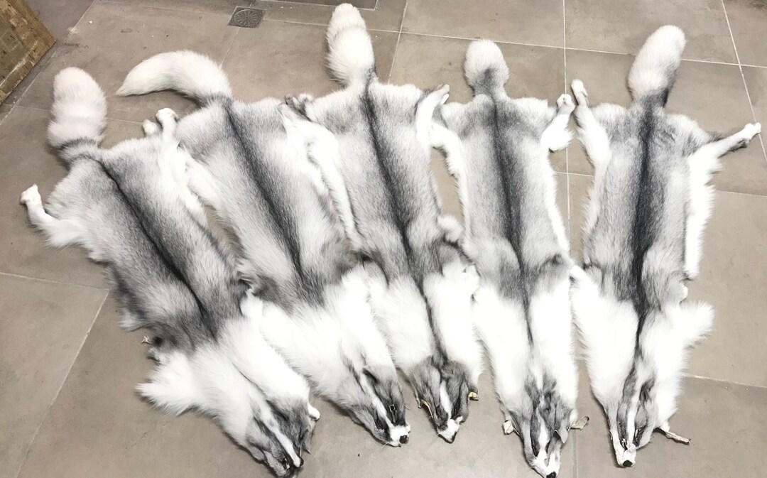 Platinum Fox Skin/pelt, Real Fur Skin,platinum Pelt, Scandinavian Fur ...