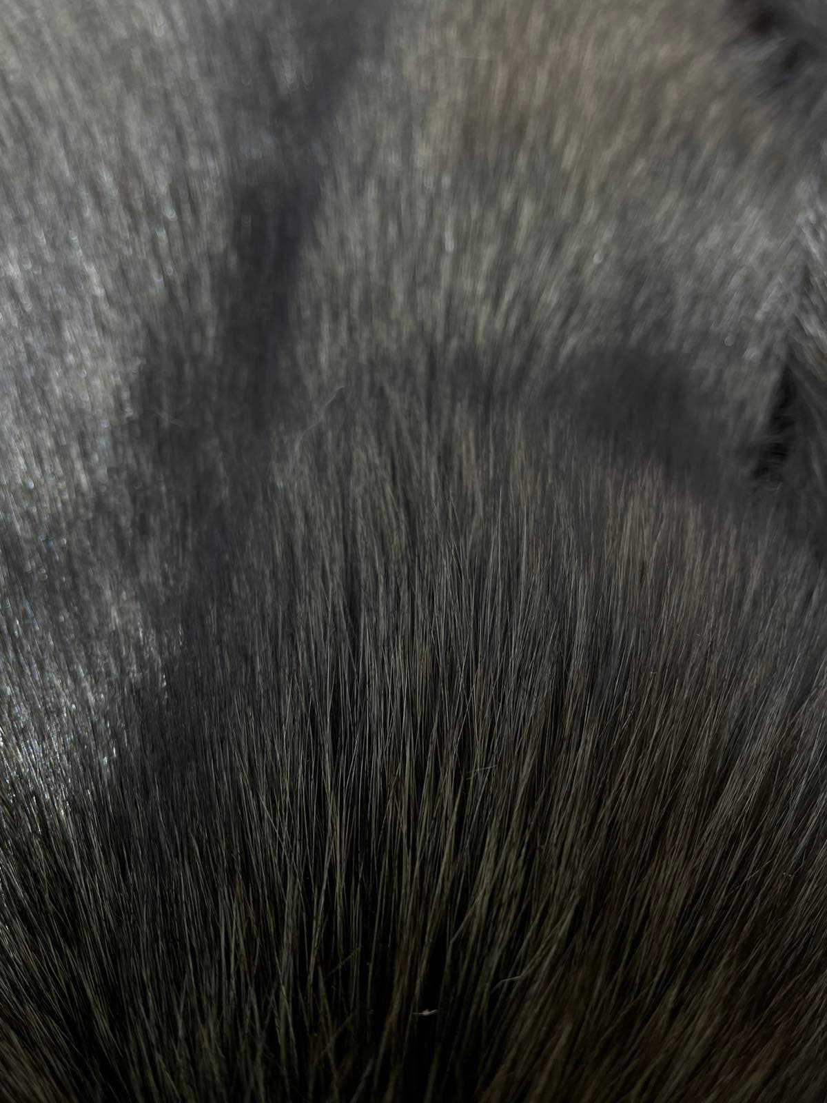 Dyed Fox Fisher Color Skins/pelts, Scandinavian Fur,luxury Quality - Etsy