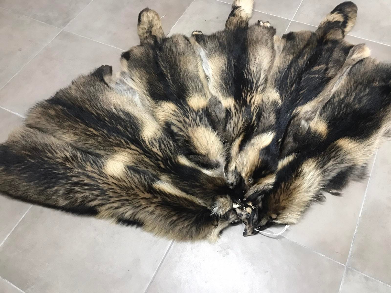 Finraccoon Skin/pelt , Real Fur , Fur Pelt - Etsy