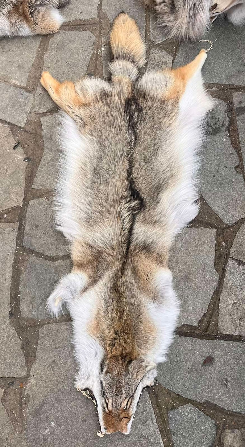 Coyote Fur Skins/pelts, Luxury Quality Fur - Etsy