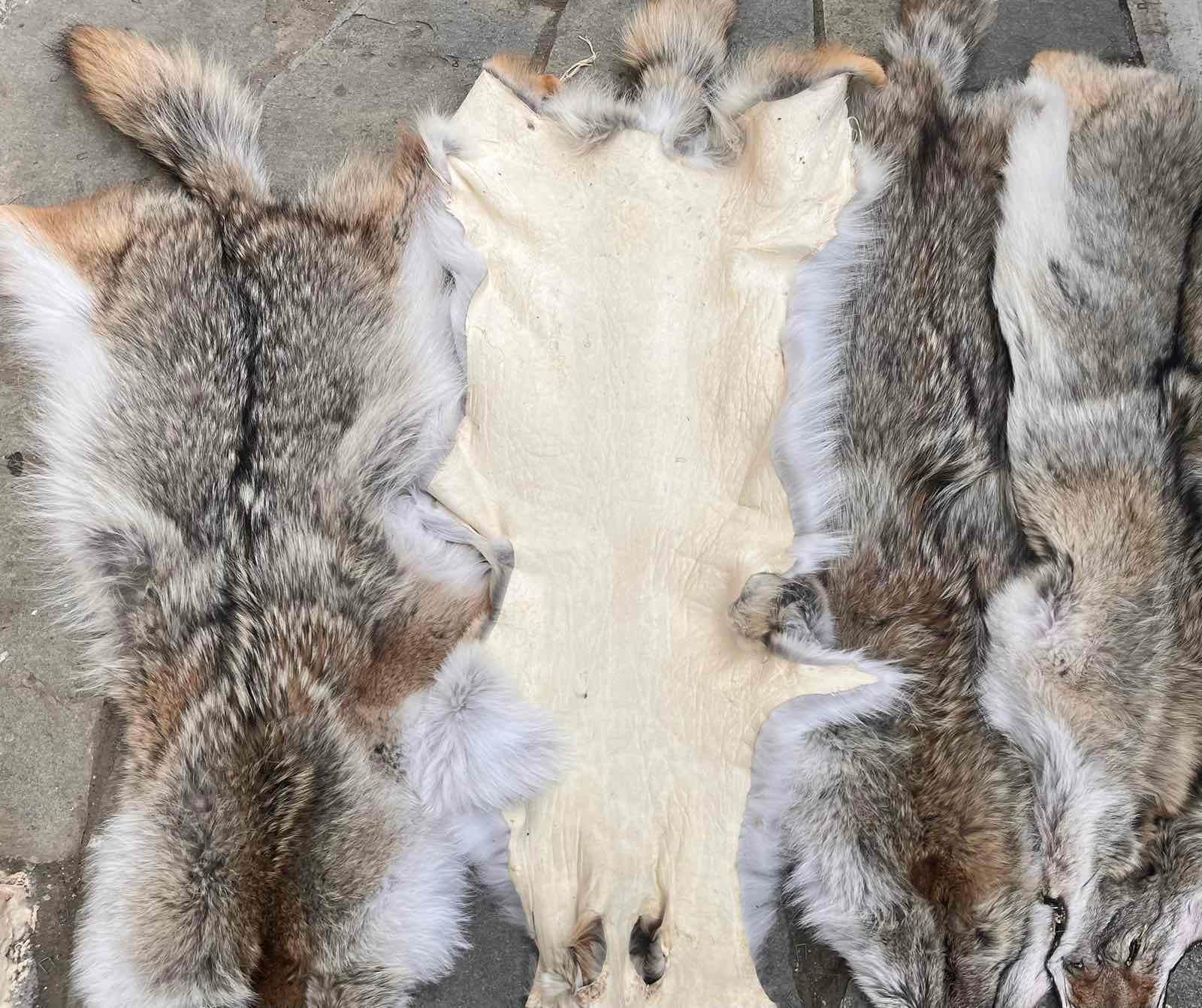 Coyote Fur Skins/pelts, Luxury Quality Fur - Etsy