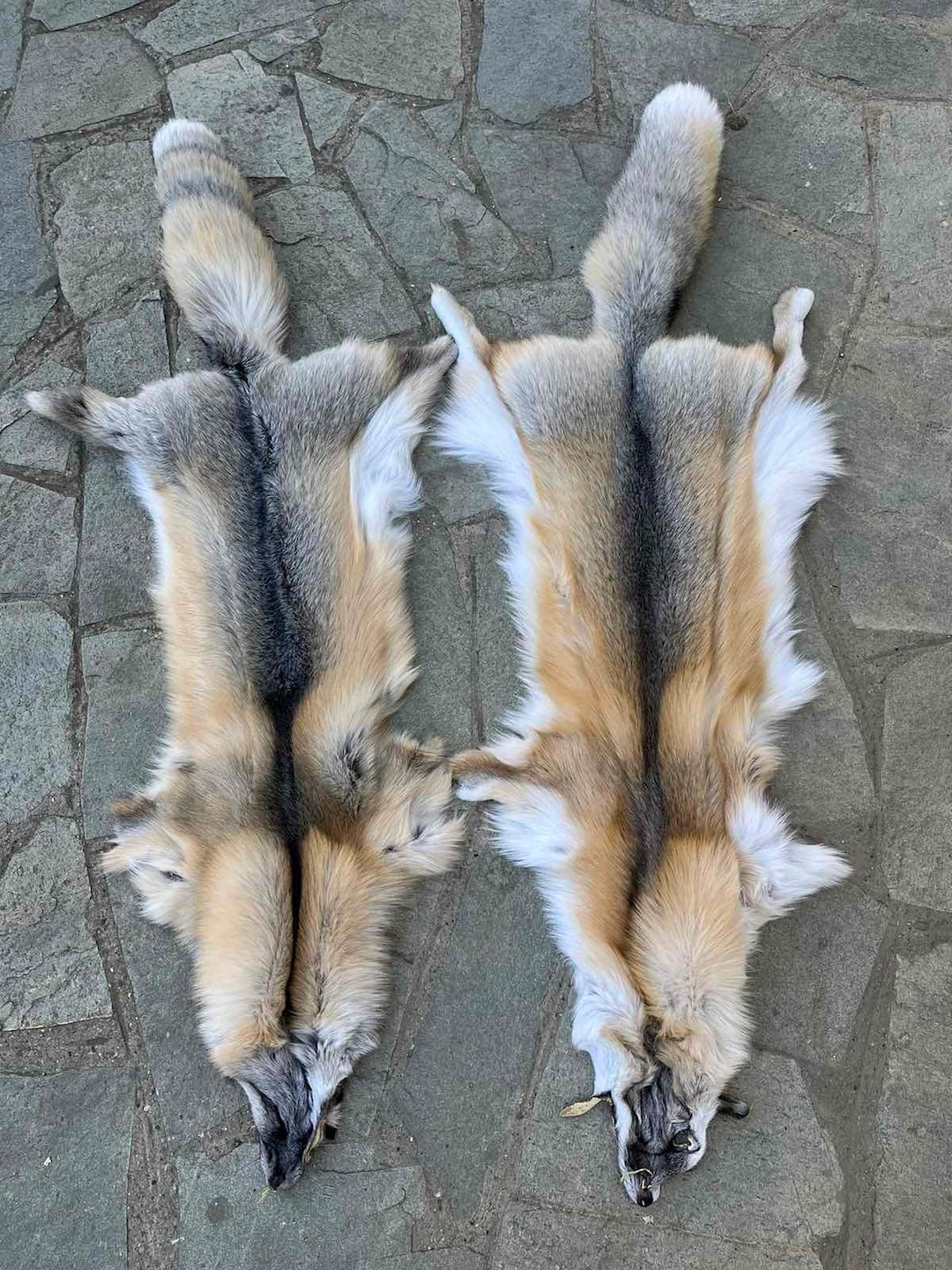 Golden Sapphire Fox Pelt/skin - Etsy