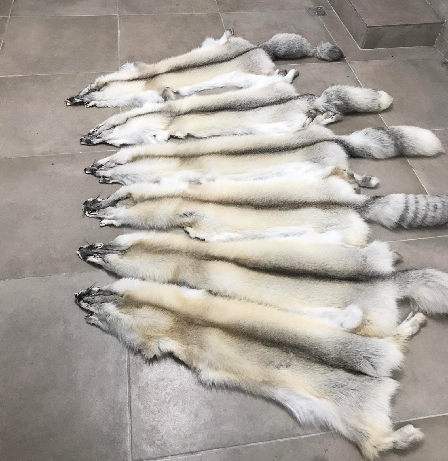 Fawn Light Fur Fox Skin/pelt, Luxury Fur Skins, Fox Skin Wallhanger,fur ...