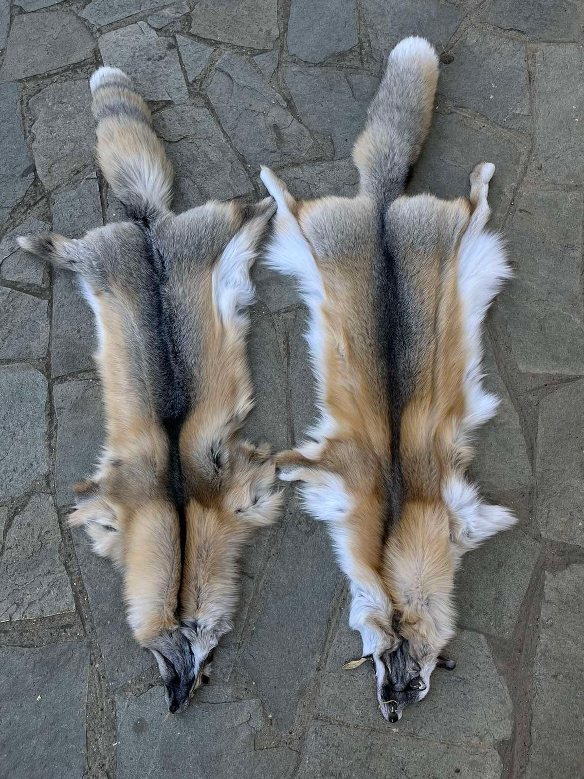 Golden Sapphire Fox Pelt/skin - Etsy