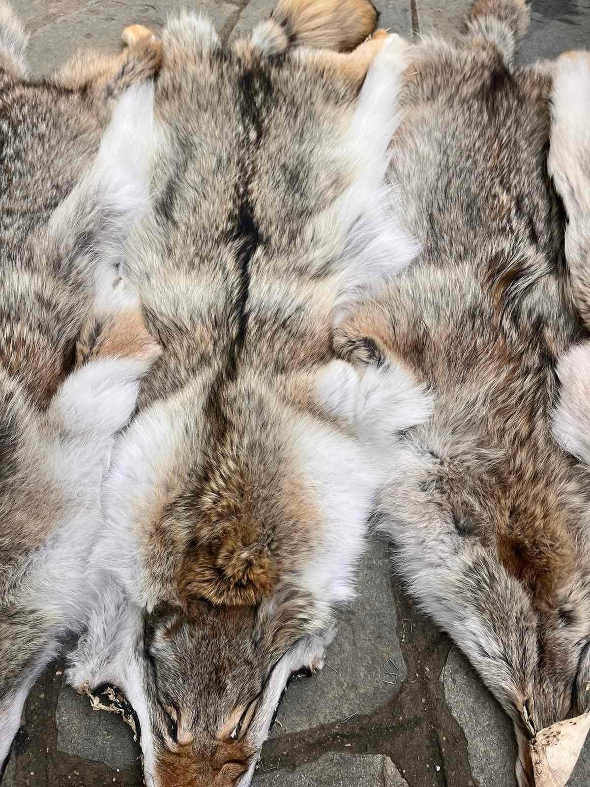 Coyote Fur Skins/pelts, Luxury Quality Fur - Etsy