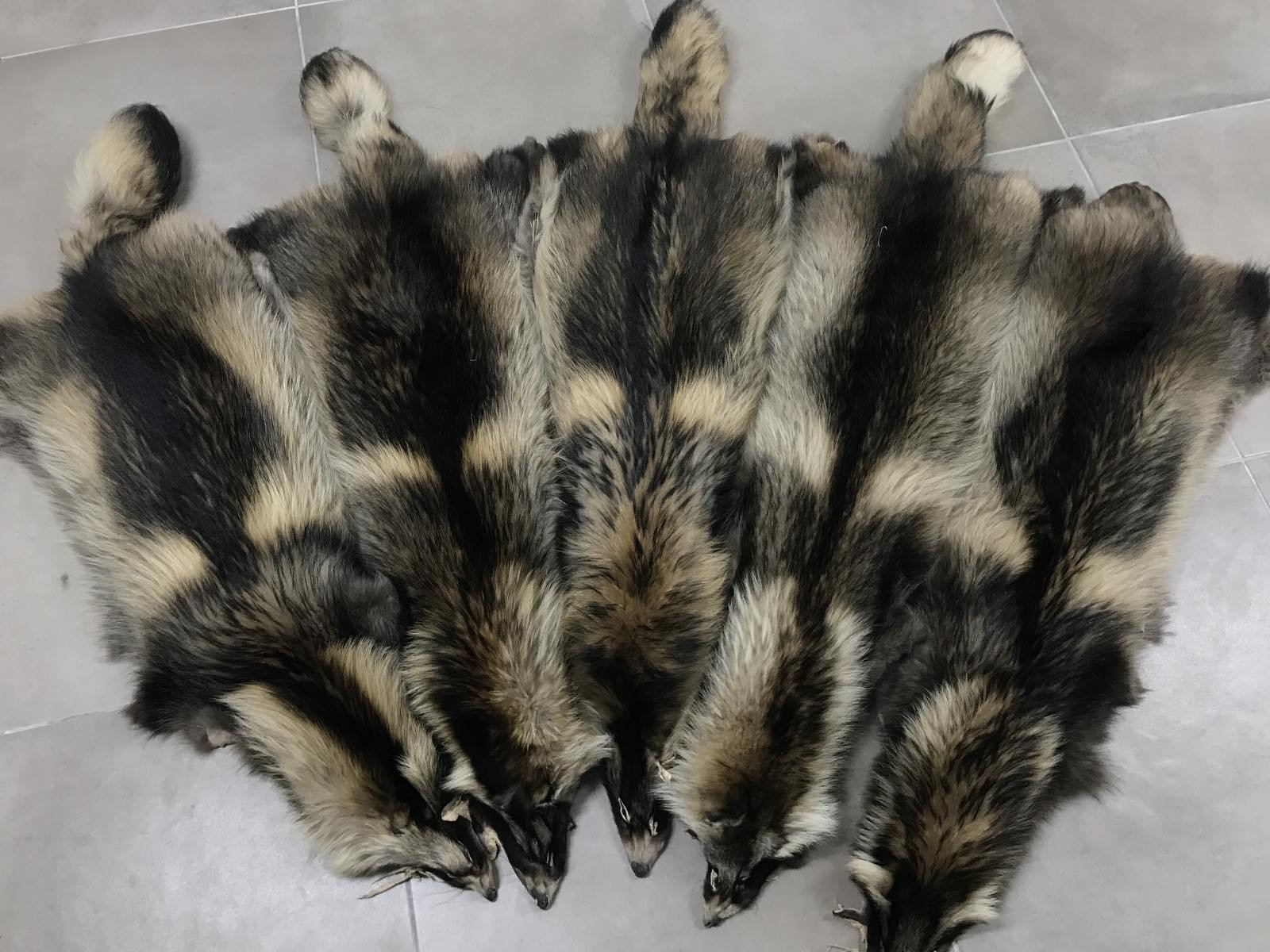 Finraccoon Skin/pelt , Real Fur , Fur Pelt - Etsy