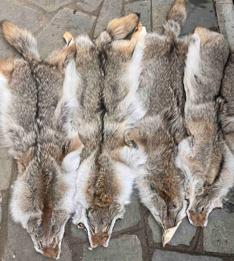 Coyote Fur Skins/pelts Luxury Quality Fur - Etsy