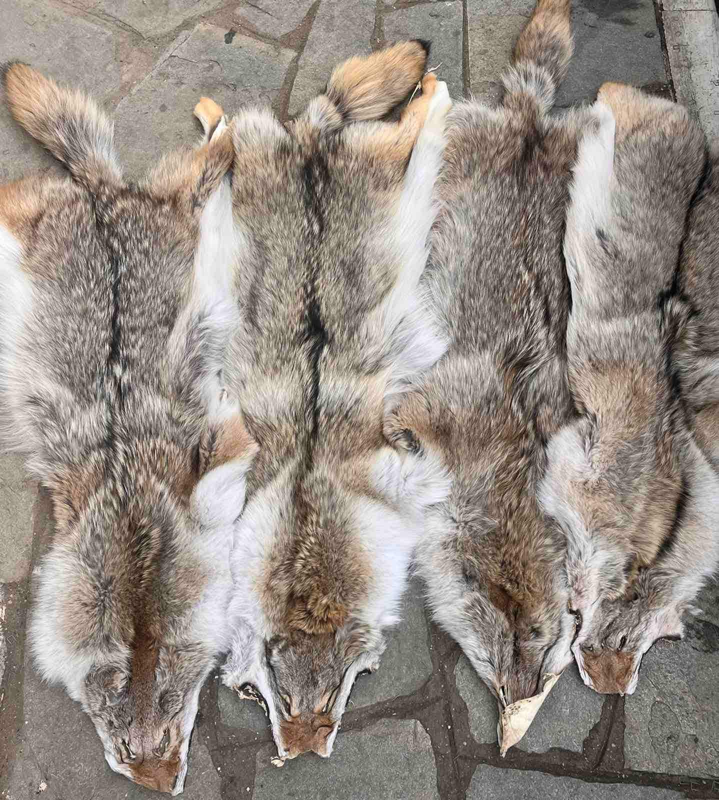 Coyote Fur Skins/pelts Luxury Quality Fur - Etsy