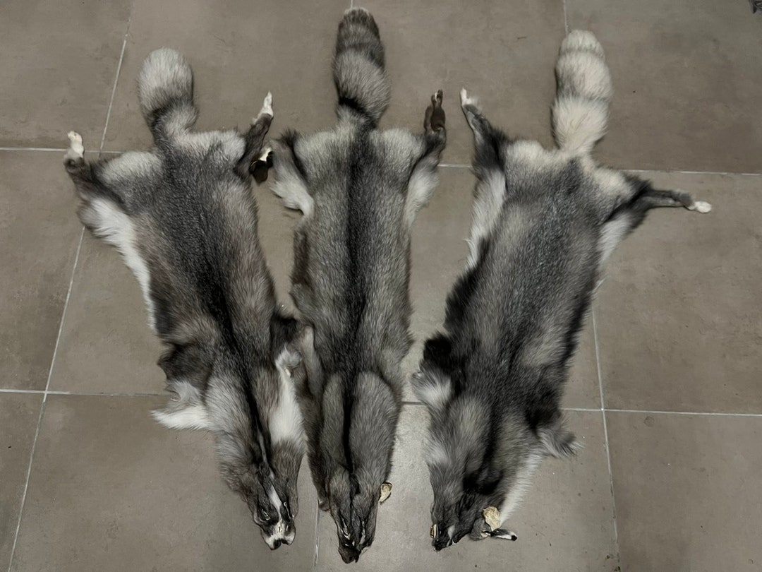 Alaska Fur Fox Skins/pelts, Real Fur,top Quality Fur Skins ...