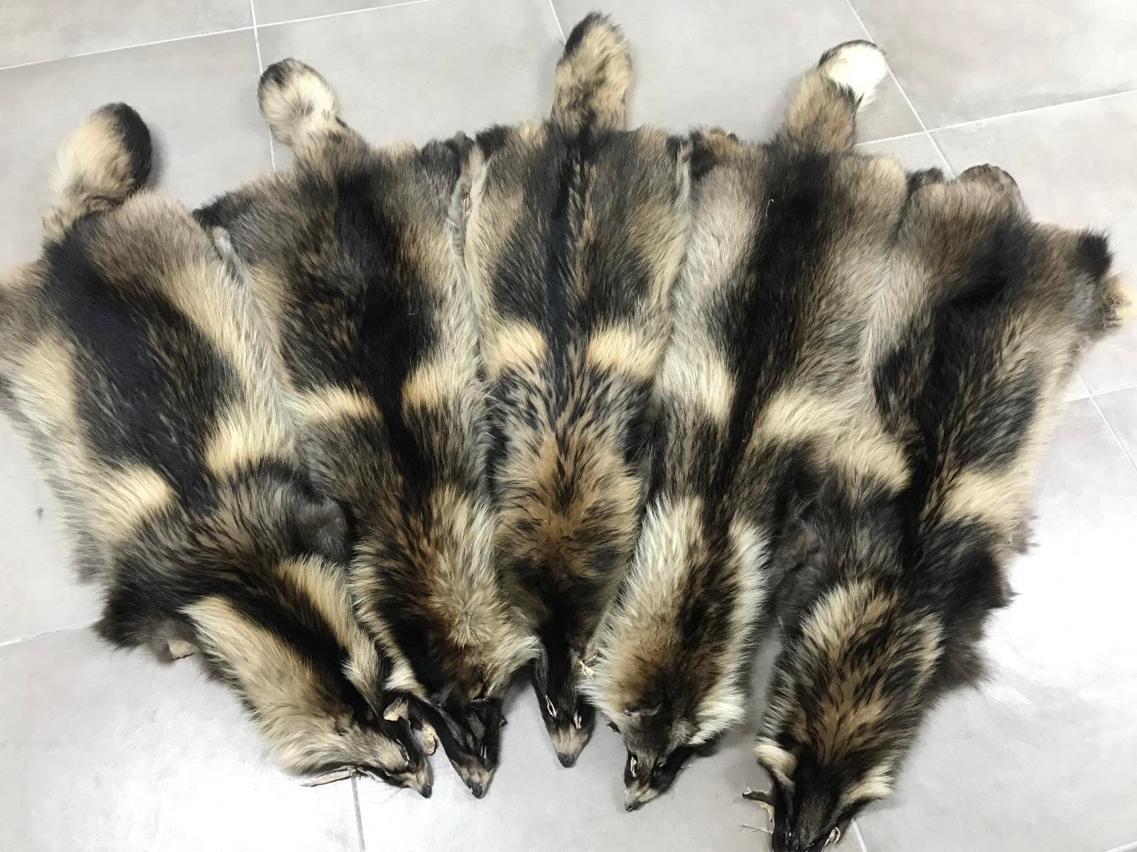 Finraccoon Skin/pelt , Real Fur , Fur Pelt - Etsy