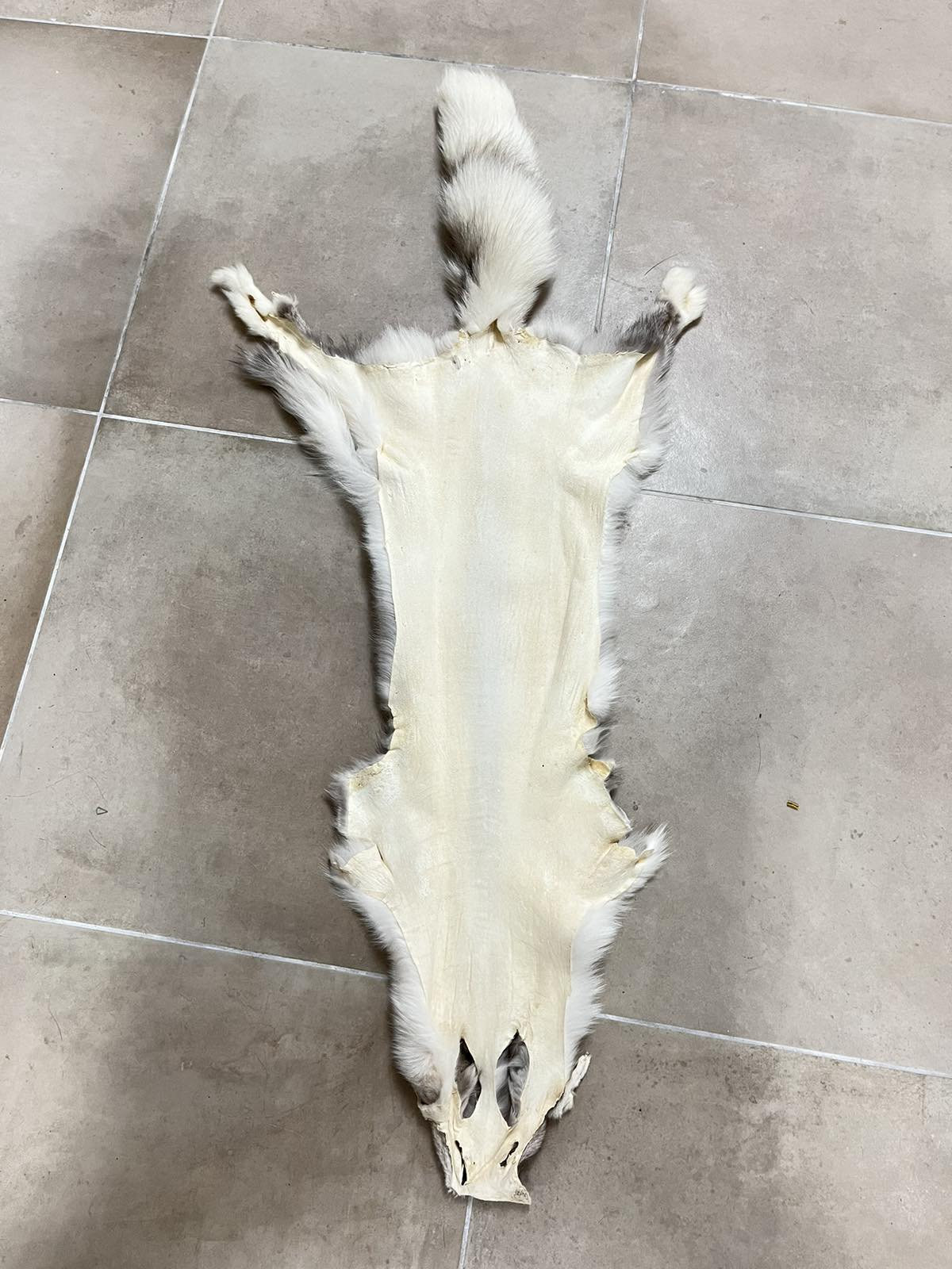 Platinum Fox Skin/pelt, Real Fur Skin,platinum Pelt, Scandinavian Fur ...