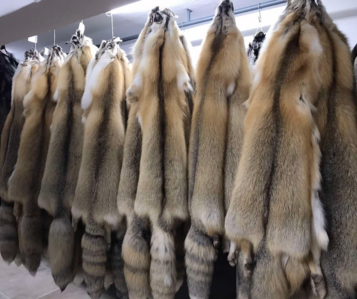 Golden Island Fox Skin/pelt Real Fur fox Pelt - Etsy